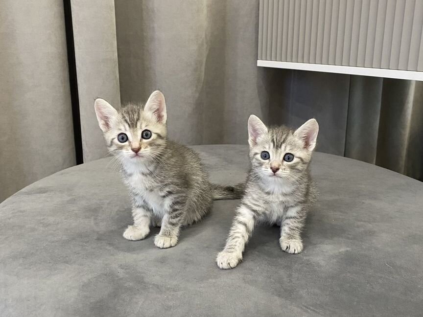 Котики в добрые руки