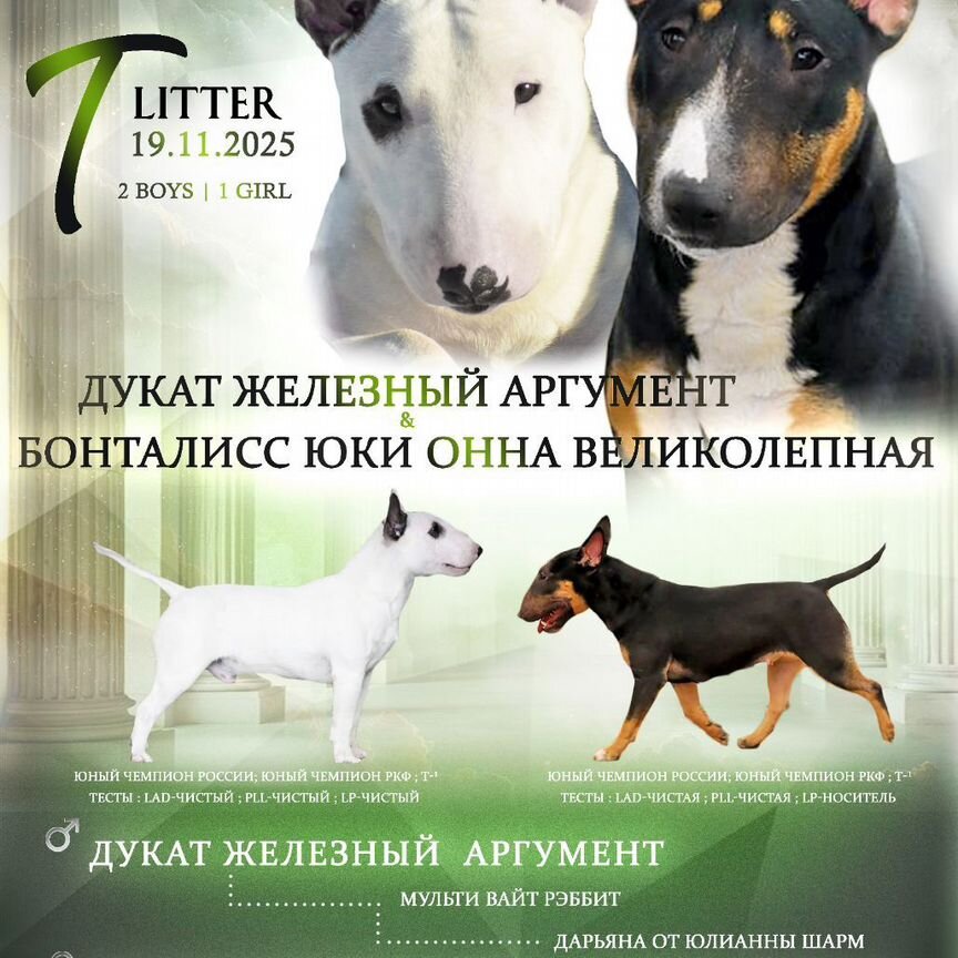 Мини-бультерьер, щенок