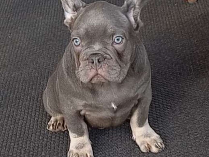 Ницца мальчик французского с изабеллой