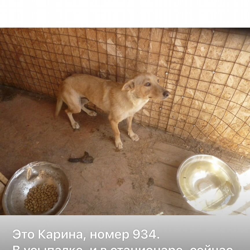 Спасите собаку с усыпалки