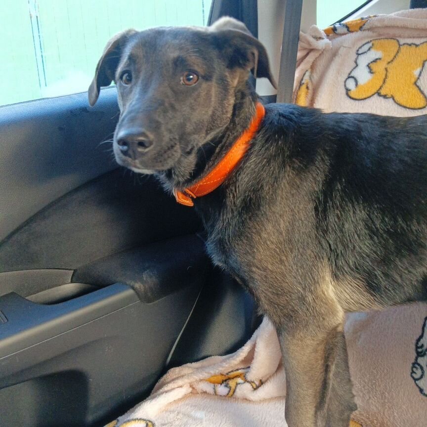 Щенок подросток, привезу к вам