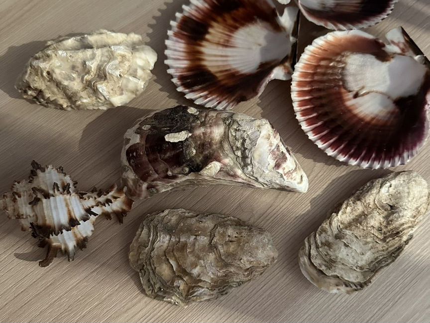 Ракушки для аквариума