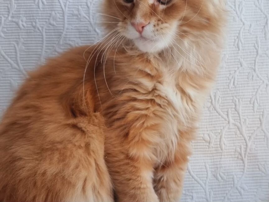 Рыжая красотка Мейн кун