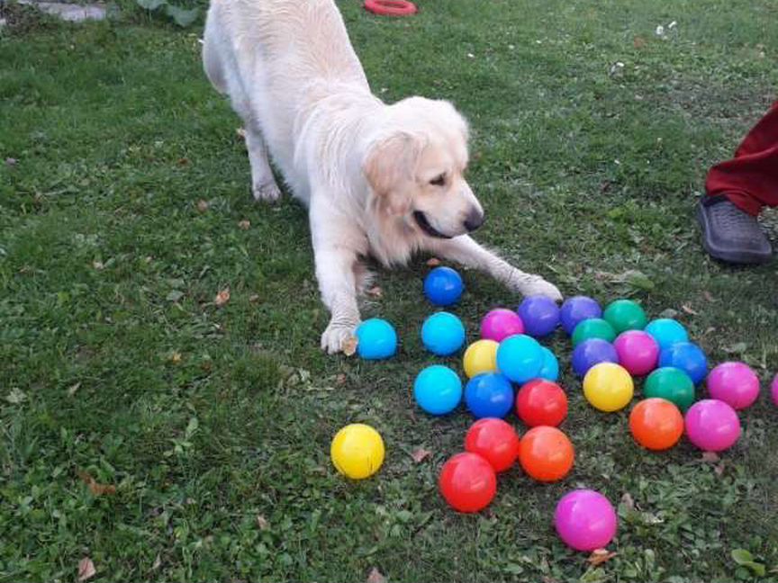 Золотистый Ретривер для вязки