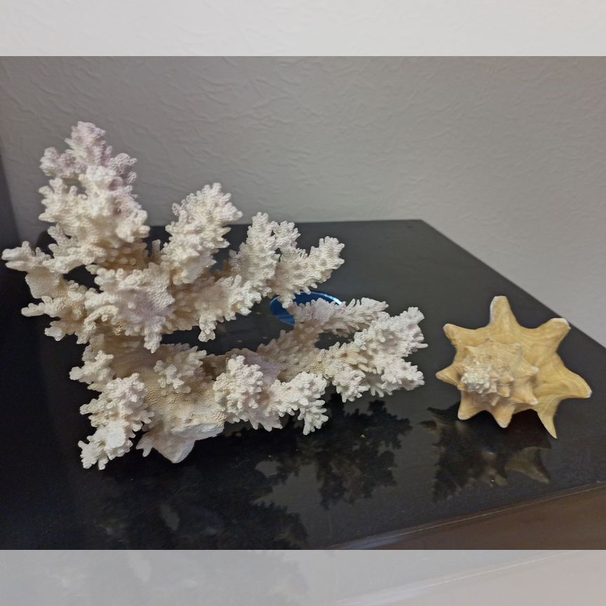 Морской коралл и ракушка