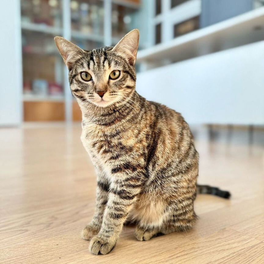 Котенок в добрые руки