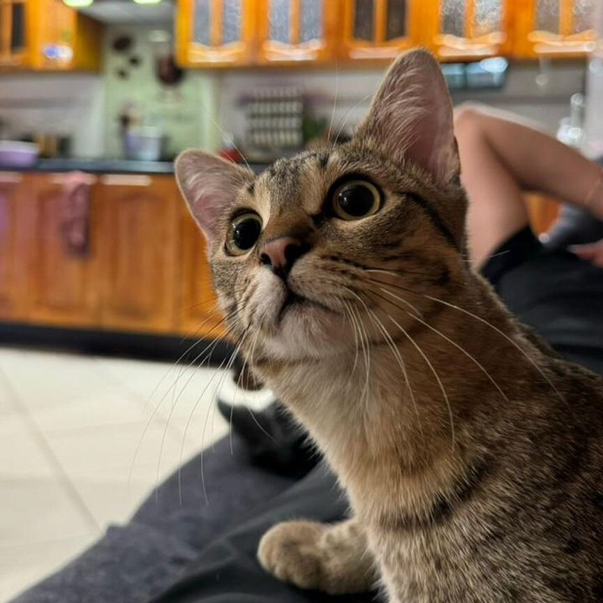 Котик 7 месяцев, к лотку приучен