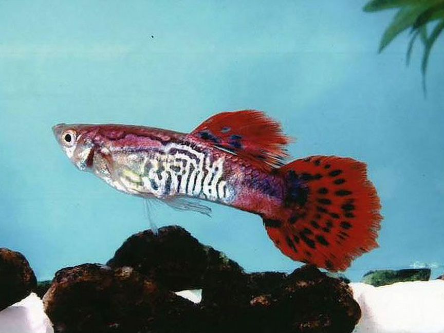 Гуппи Кобра Красная Самки 4 см