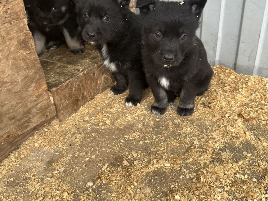 Отдам бесплатно