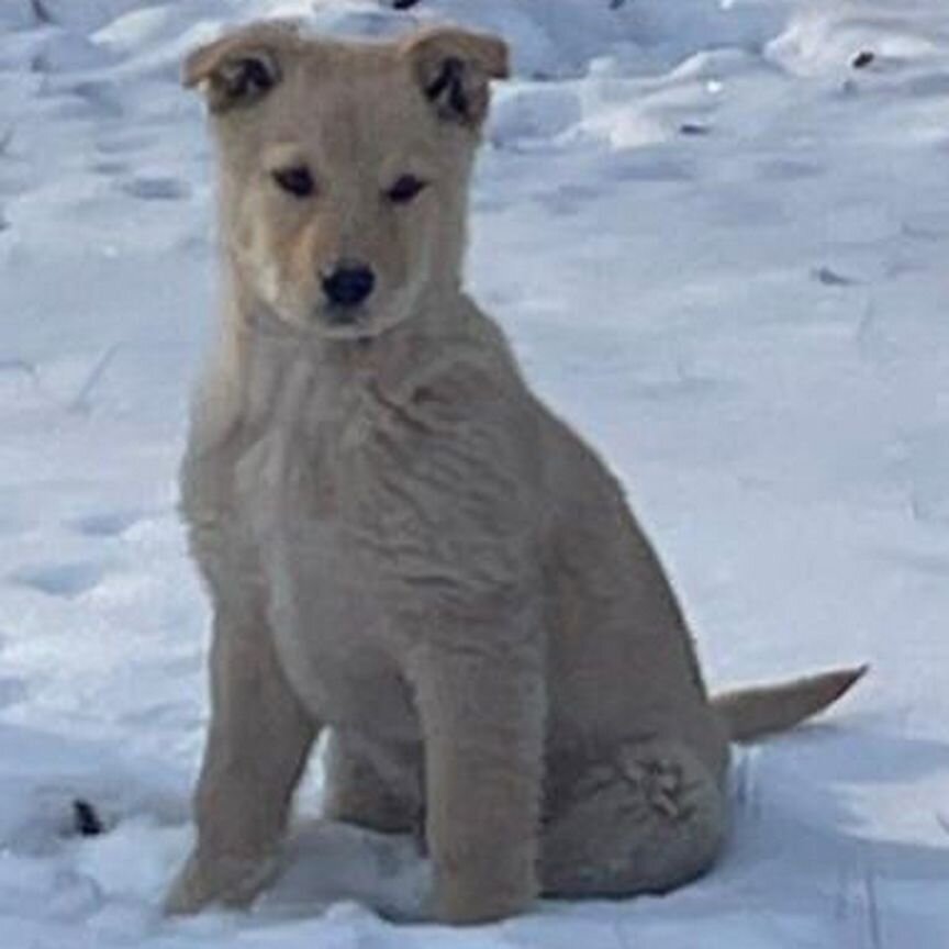 Щенок в добрые руки