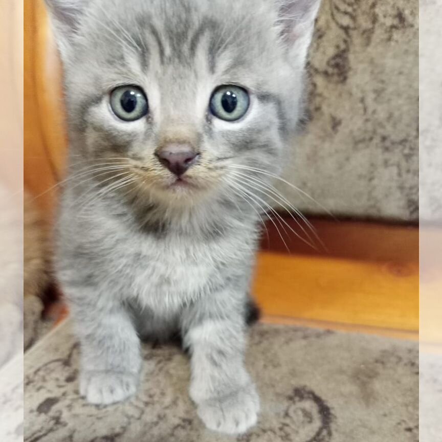 Котенок