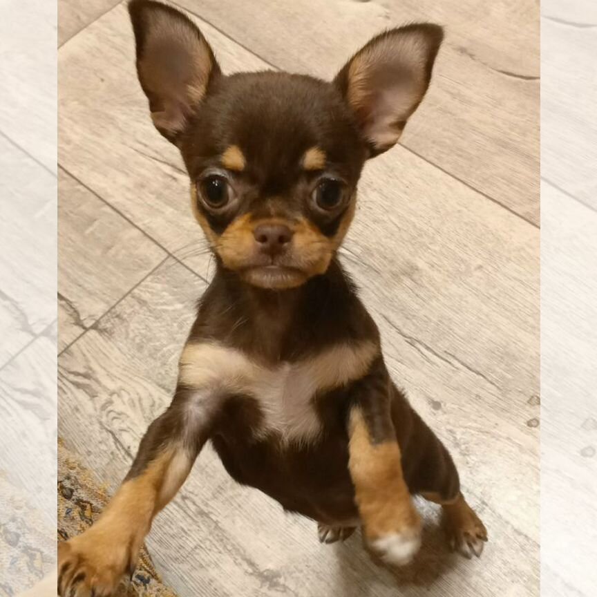 Щенок от частного владельца