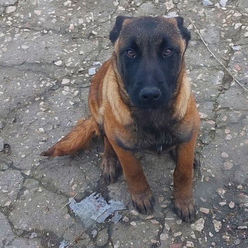 Щенки малинуа с документами