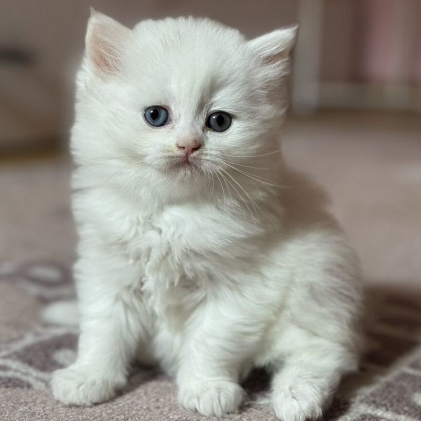 Британские котята