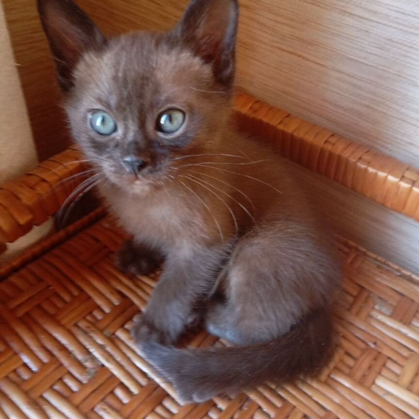 Котята