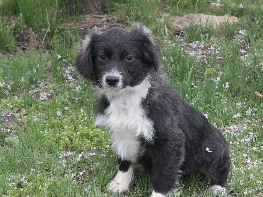 Ищет дом щенок не крупной собачки Тася