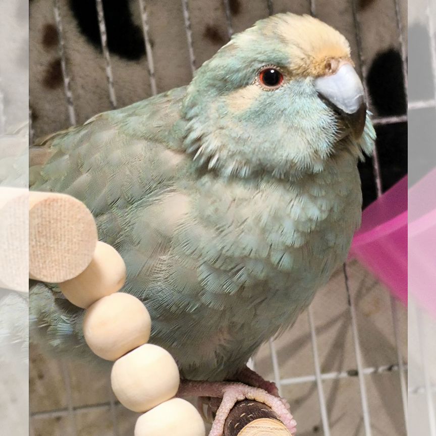 Попугай какарик