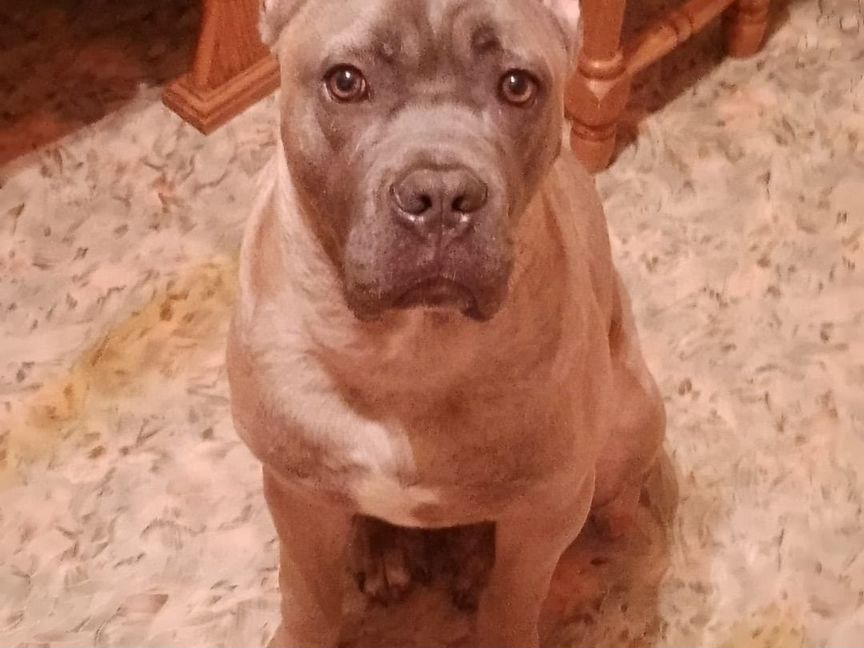 Кане Корсо в добрые руки