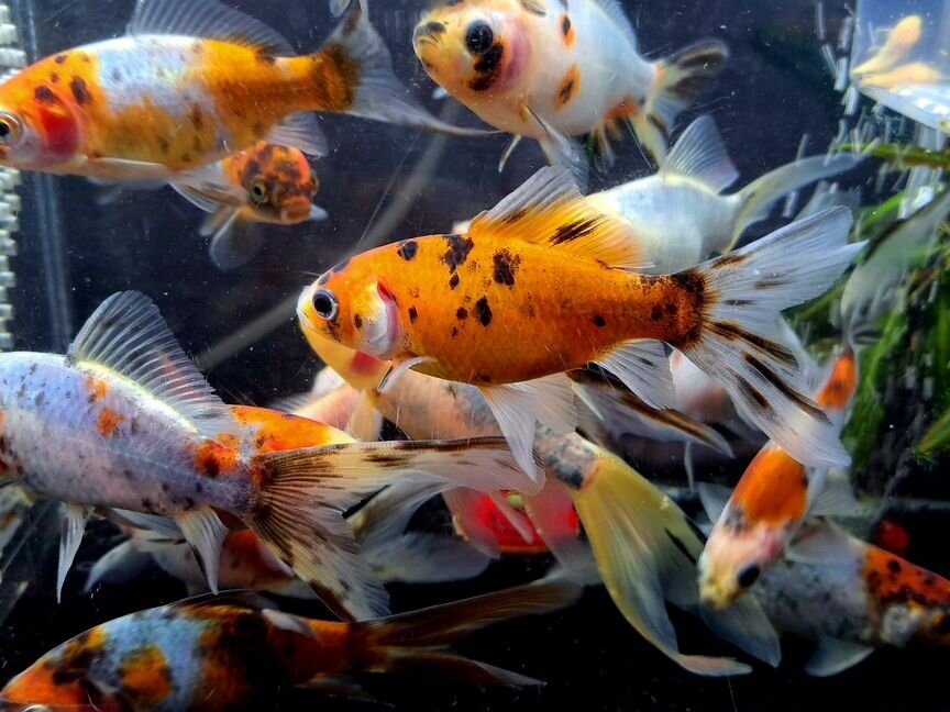 Карп кои кометы шубункин