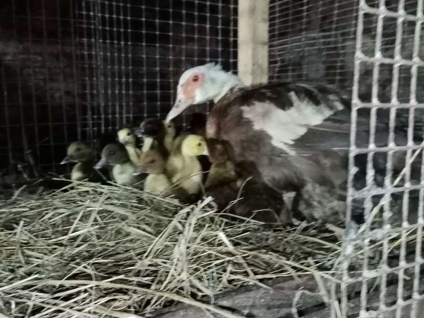 Индаутятата