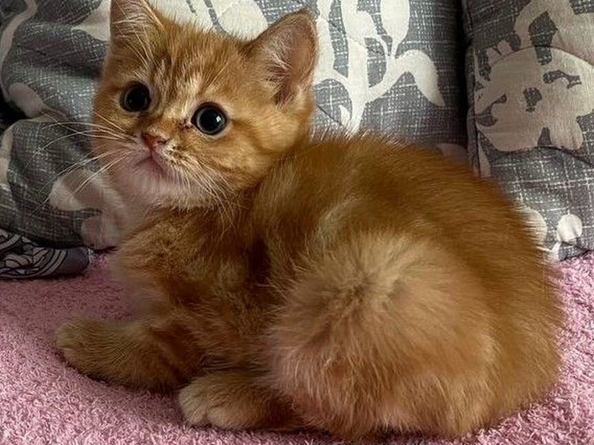 Шотландский котёнок в добрые руки бесплатно