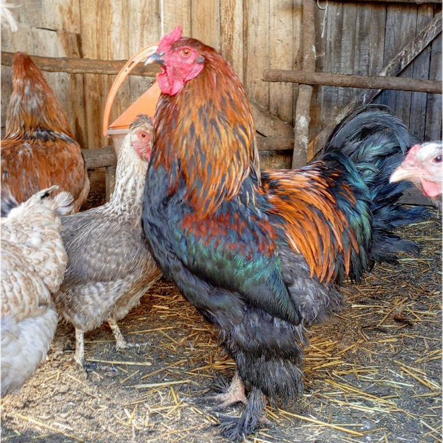 Куры и петушки