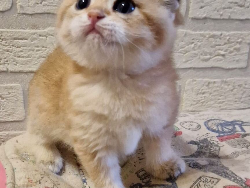 Золотые вислоухие котята