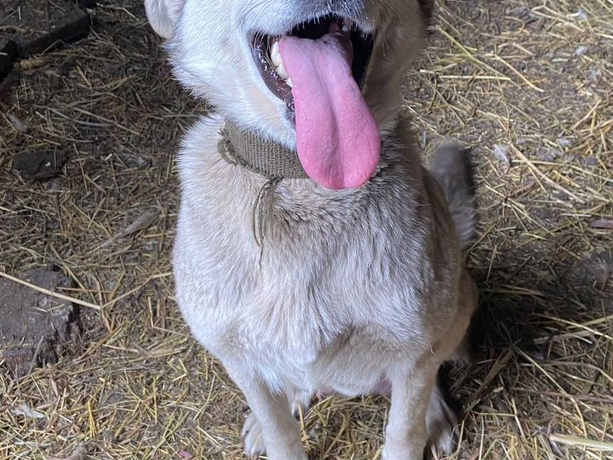 Щенки в добрые руки