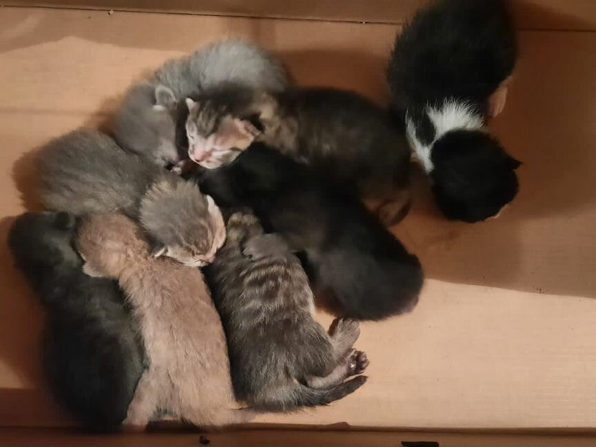 Котята ищут дом