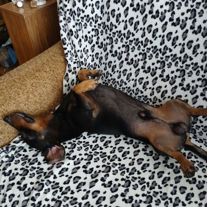 Таксенок ищет невесту