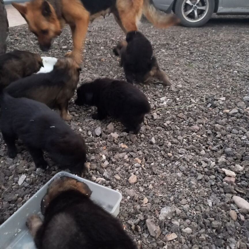 Отдаю бесплатно щенки