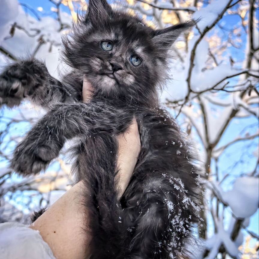 Мейн-кун котёнок