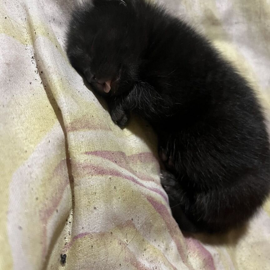 Чисто чёрный котик