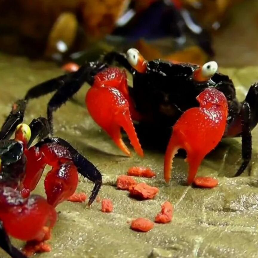 Краб Вампир