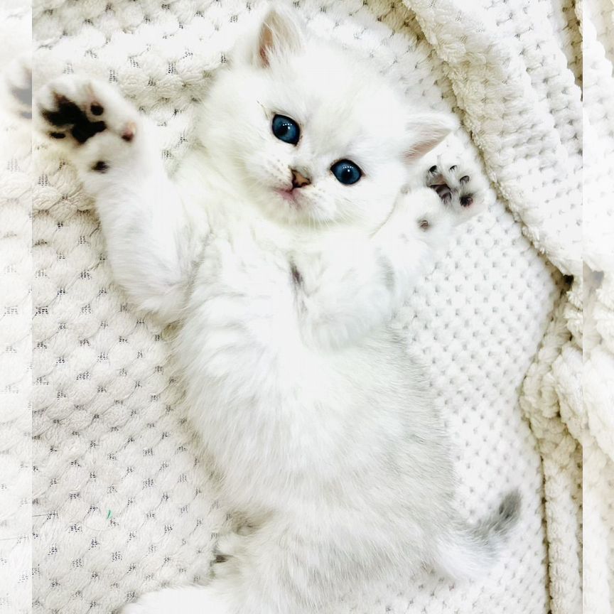 Шотландские котята