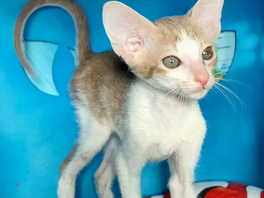 Орики ;) глаза сапфиры