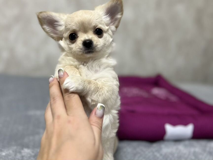 Очаровательная девочка чихуахуа