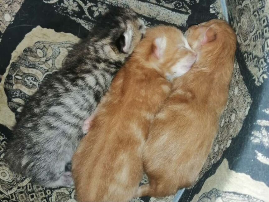 Кошка в дар бесплатно