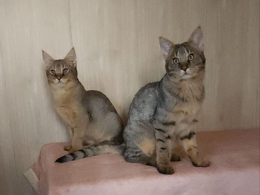 Котята чаузи ф1