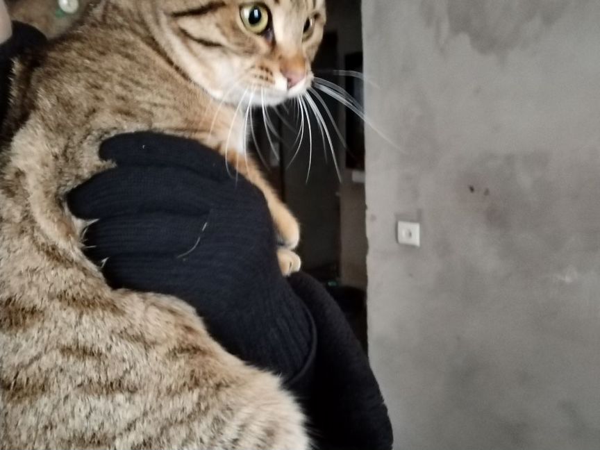 Кошка в дар