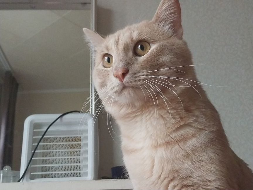 Кот