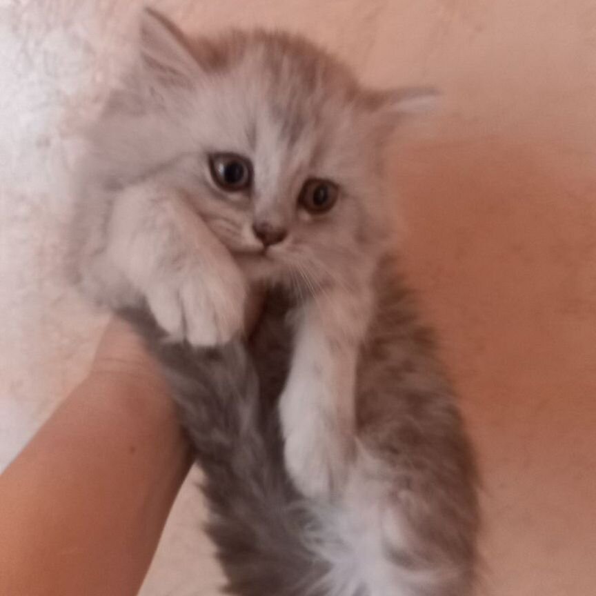 Сибирские котодевочки