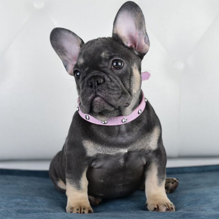 Французская девочка