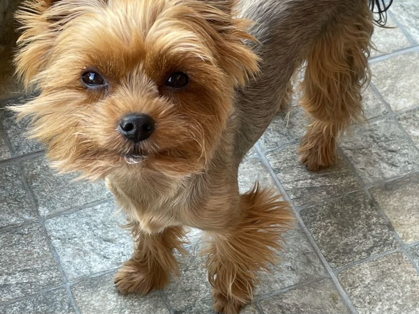 Йоркширский терьер мини вязка