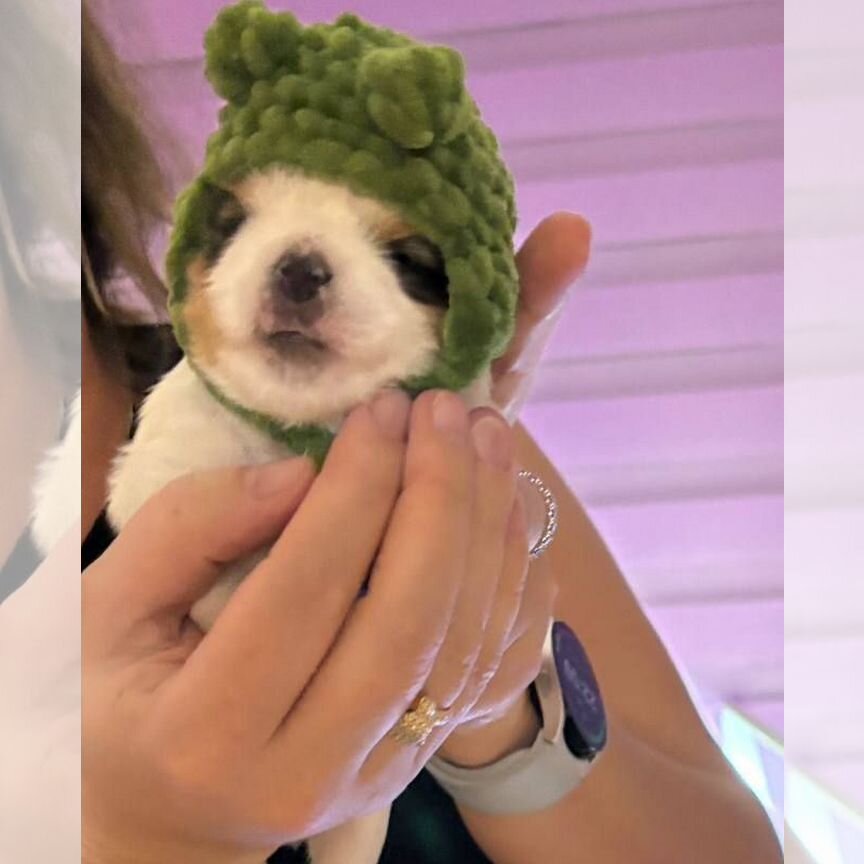 Бивер-йоркширский терьер, щенок