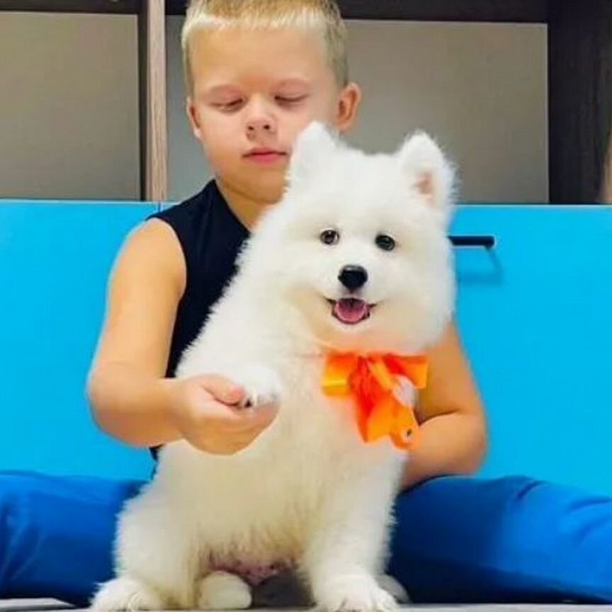 Крутые малыши самоедики с документами