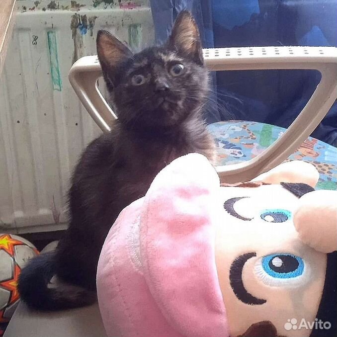 Малышка Черри 2,5 месяца