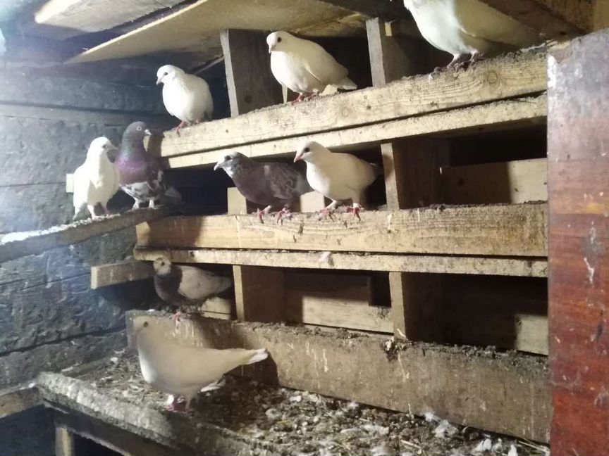 Продам голубей