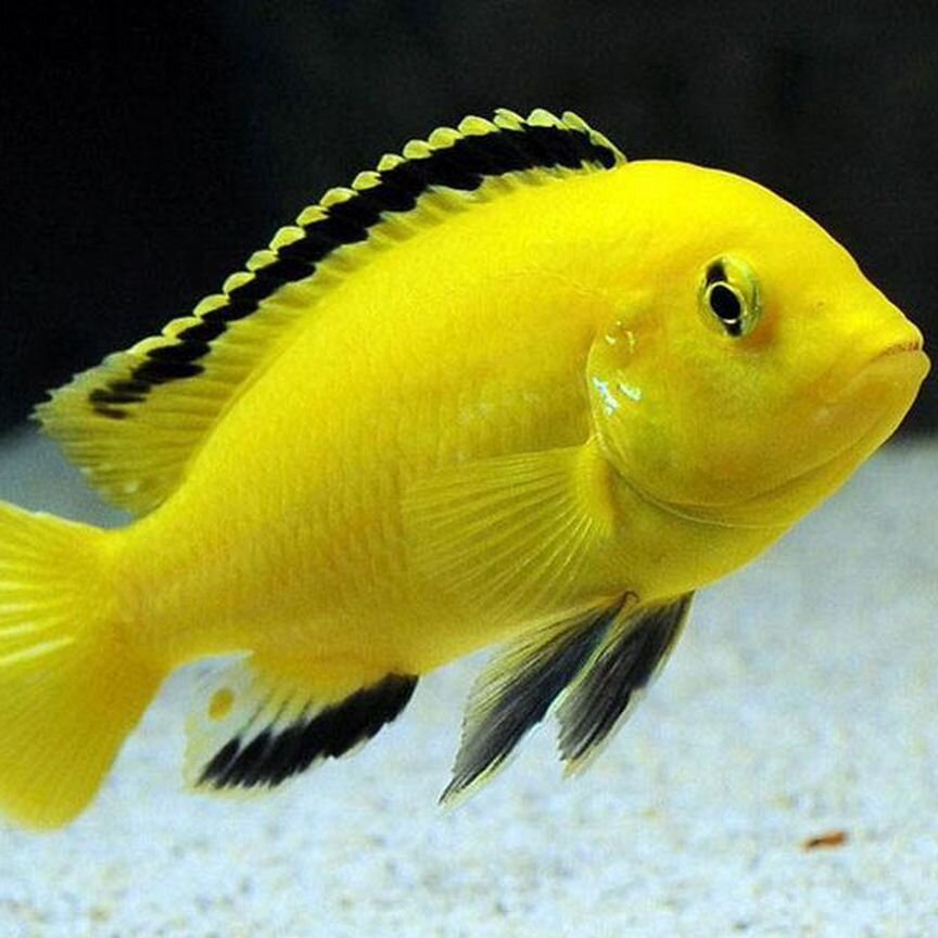 Аквариумные рыбки цихлиды