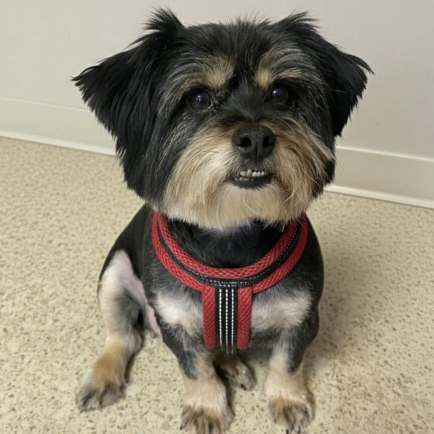 Взрослая собака из приюта